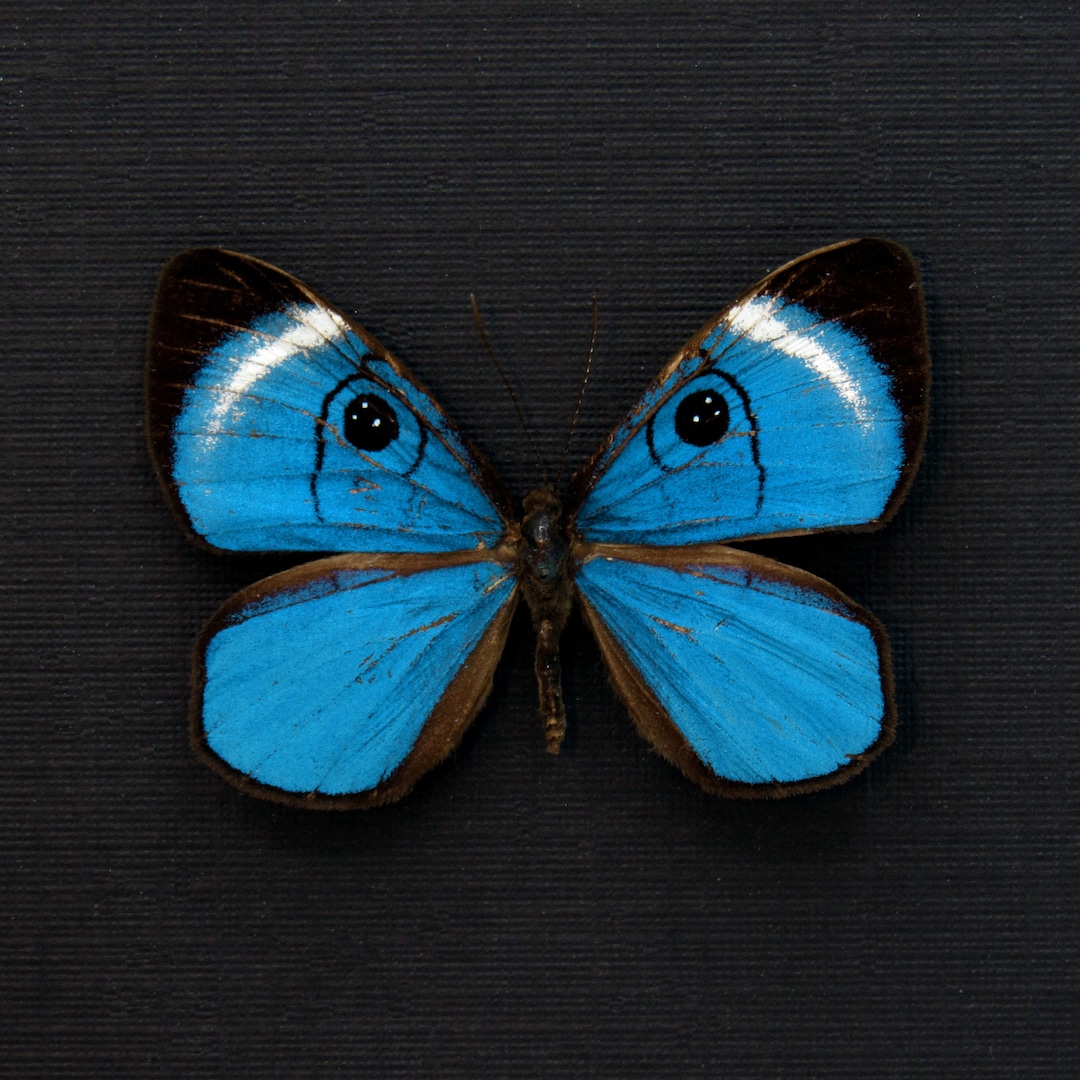 Rare Metallic Blue Metalmark Butterfly Framed Taxidermy - Mesosemia ...