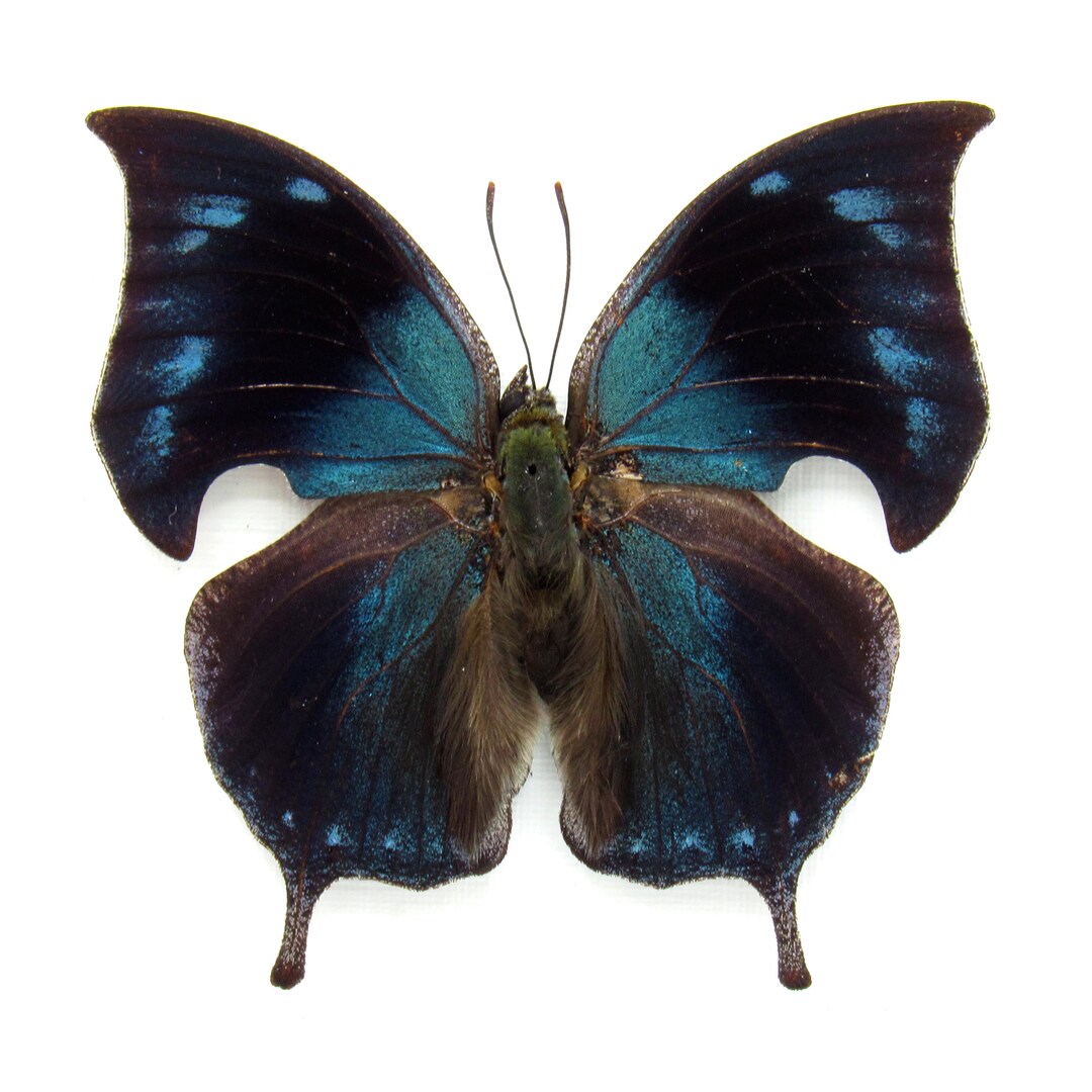 Rare Blue Hatchet Wing Butterfly Framed Taxidermy - Memphis Alberta - Etsy