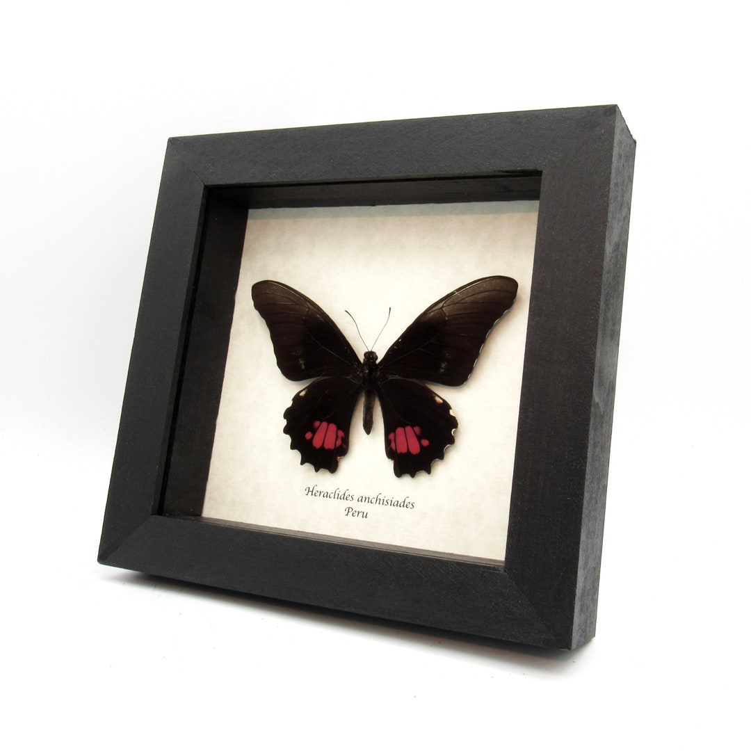 Real Ruby-spotted Swallowtail Butterfly Framed - Papilio Anchisiades - Etsy