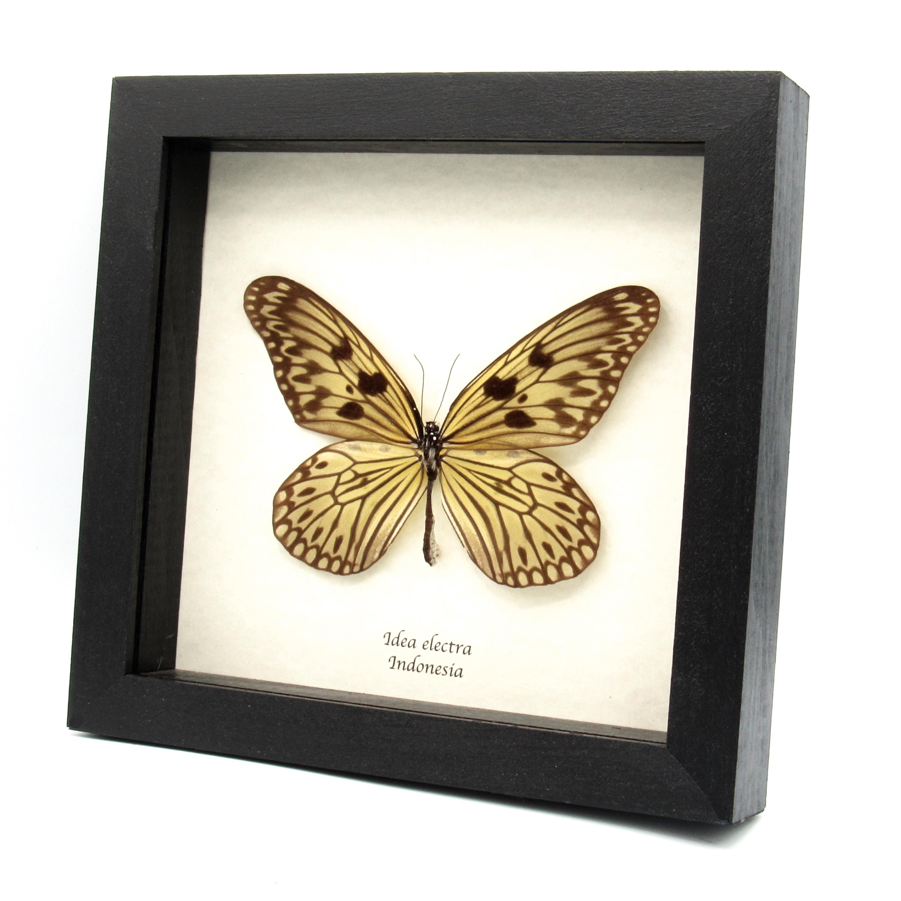 Rare Electra's Tree-nymph Butterfly Framed Taxidermy - Idea Electra ...