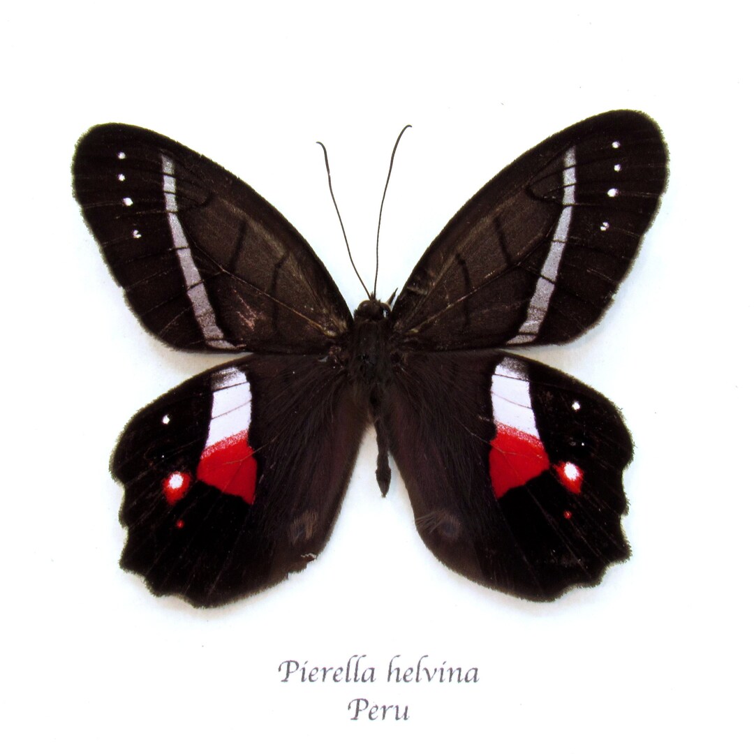 Rare Red Washed Satyr Butterfly Framed Taxidermy - Pierella Helvina - Etsy