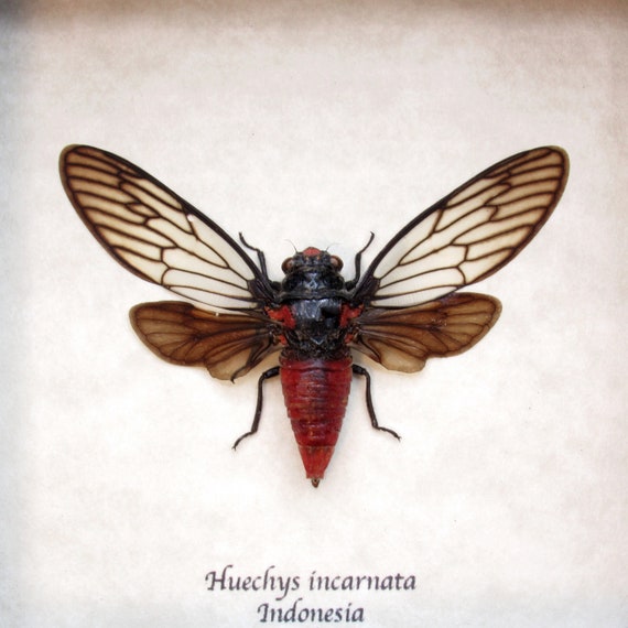 Huechys Cicada Taxidermy & Curiosities Home & Living Home Décor etna.com.pe