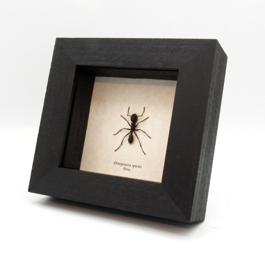 Real Giant Amazonian Ant Framed Taxidermy Dinoponera Species - Etsy UK