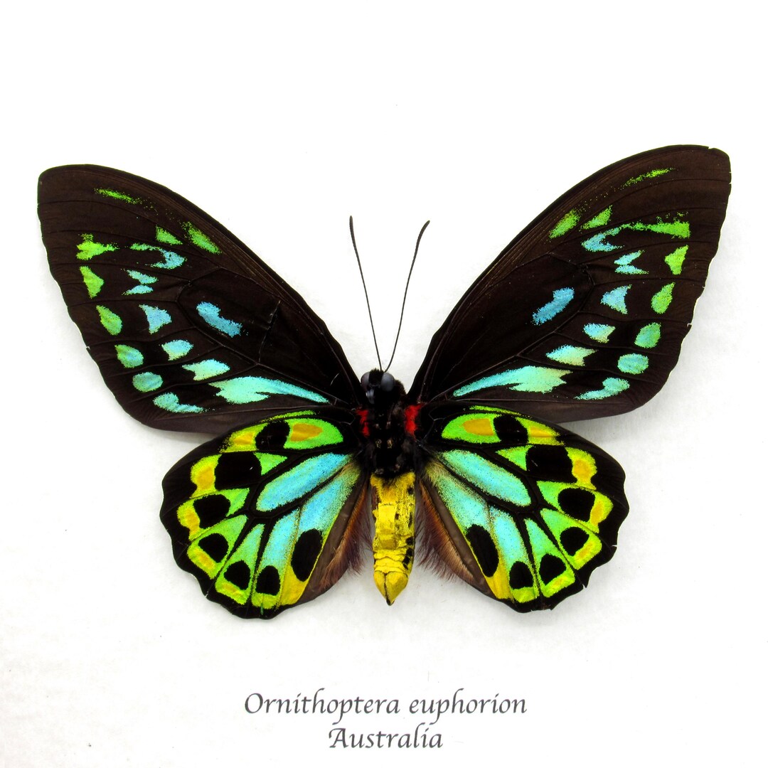 Rare Australian Cairns Birdwing Butterfly Framed Taxidermy ...