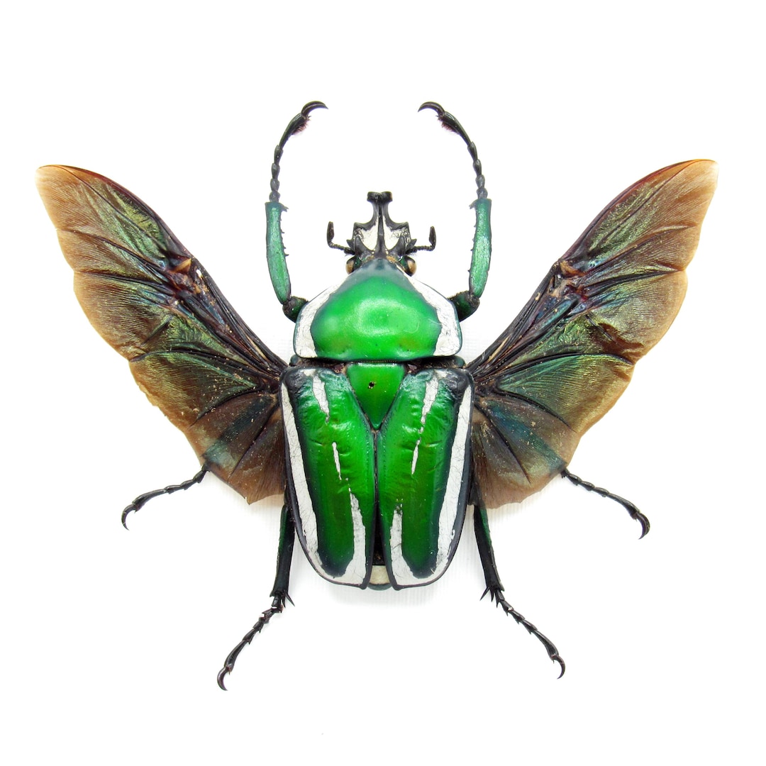 Green Metallic Scarab Beetle Framed Taxidermy - Dicronorhina Derbyana ...