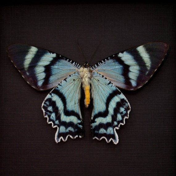 Real Blue Moth Framed Taxidermy Alcides Orontes Victorian - Etsy