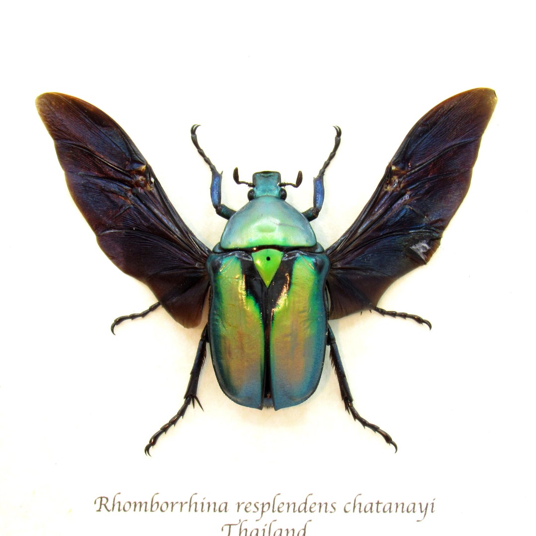 Green Metallic Scarab Beetle Framed Taxidermy Rhomborrhina - Etsy