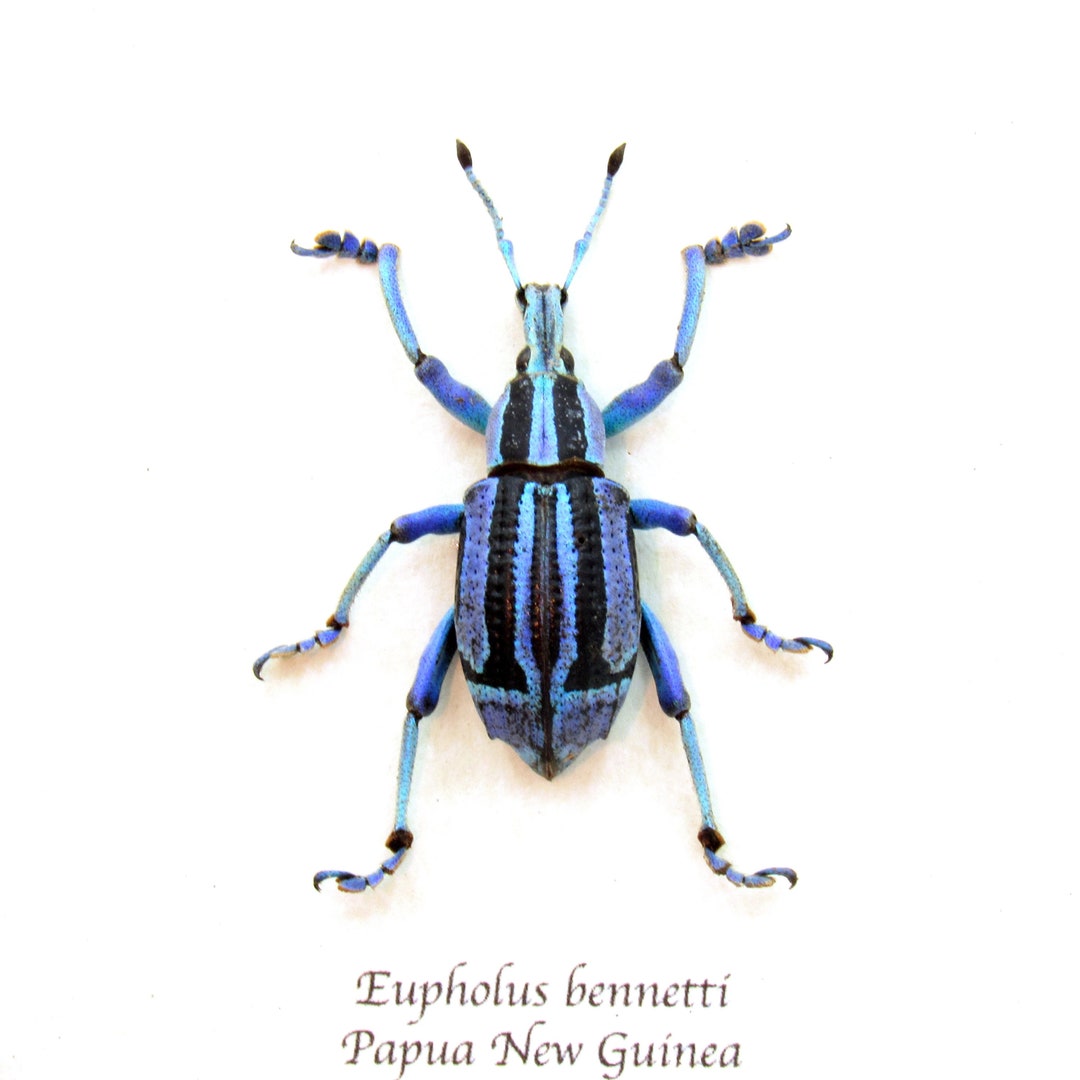 Rare Blue and Purple Weevil Framed Taxidermy - Eupholus Bennetti - Etsy