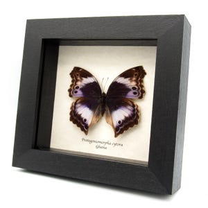 Very Rare Western Blue Beauty Butterfly Framed Taxiermy ...