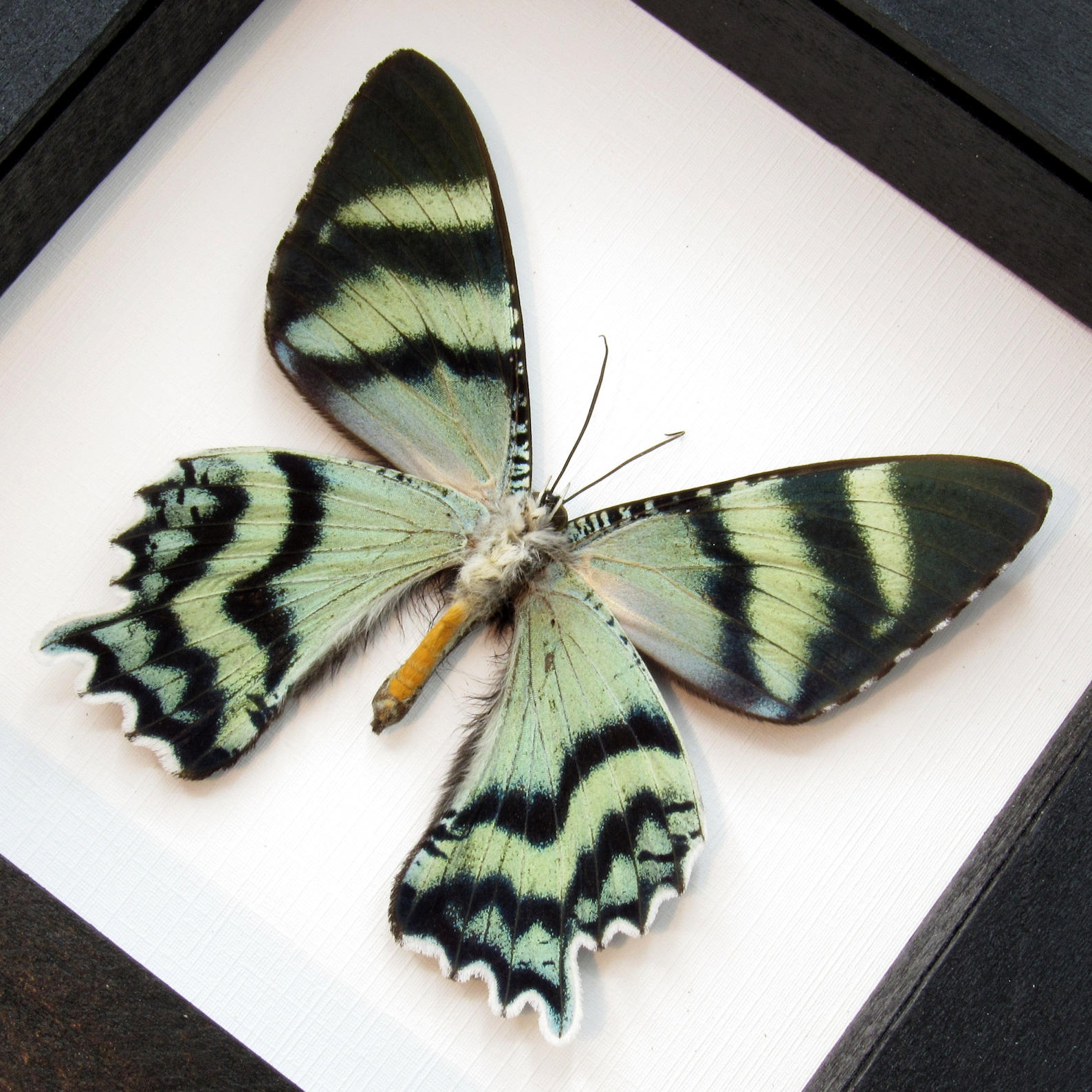Real Blue Moth Framed Taxidermy Alcides Orontes - Etsy