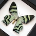 Real Blue Moth Framed Taxidermy - Alcides Orontes - Etsy