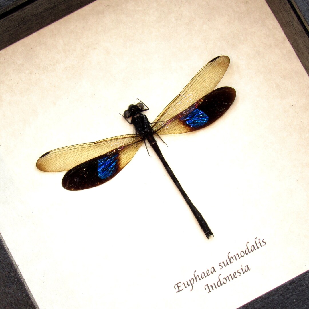 Real Blue Gossamer-winged Dragonfly Framed Taxidermy - Euphaea ...