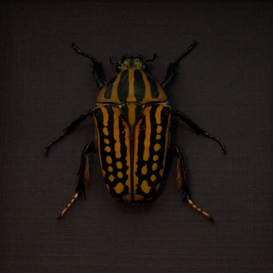 Real Large Scarab Beetle Framed Taxidermy - Chelorrhina Savagei ...