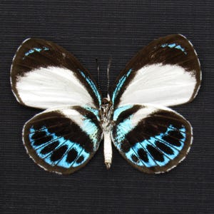 Real Blue Butterfly Framed Taxidermy - Danis Species - Female - Etsy