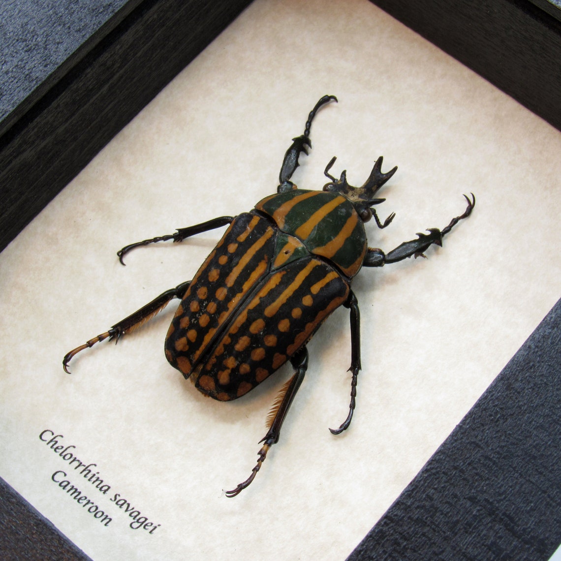 Real Large Scarab Beetle Framed Taxidermy Chelorrhina - Etsy