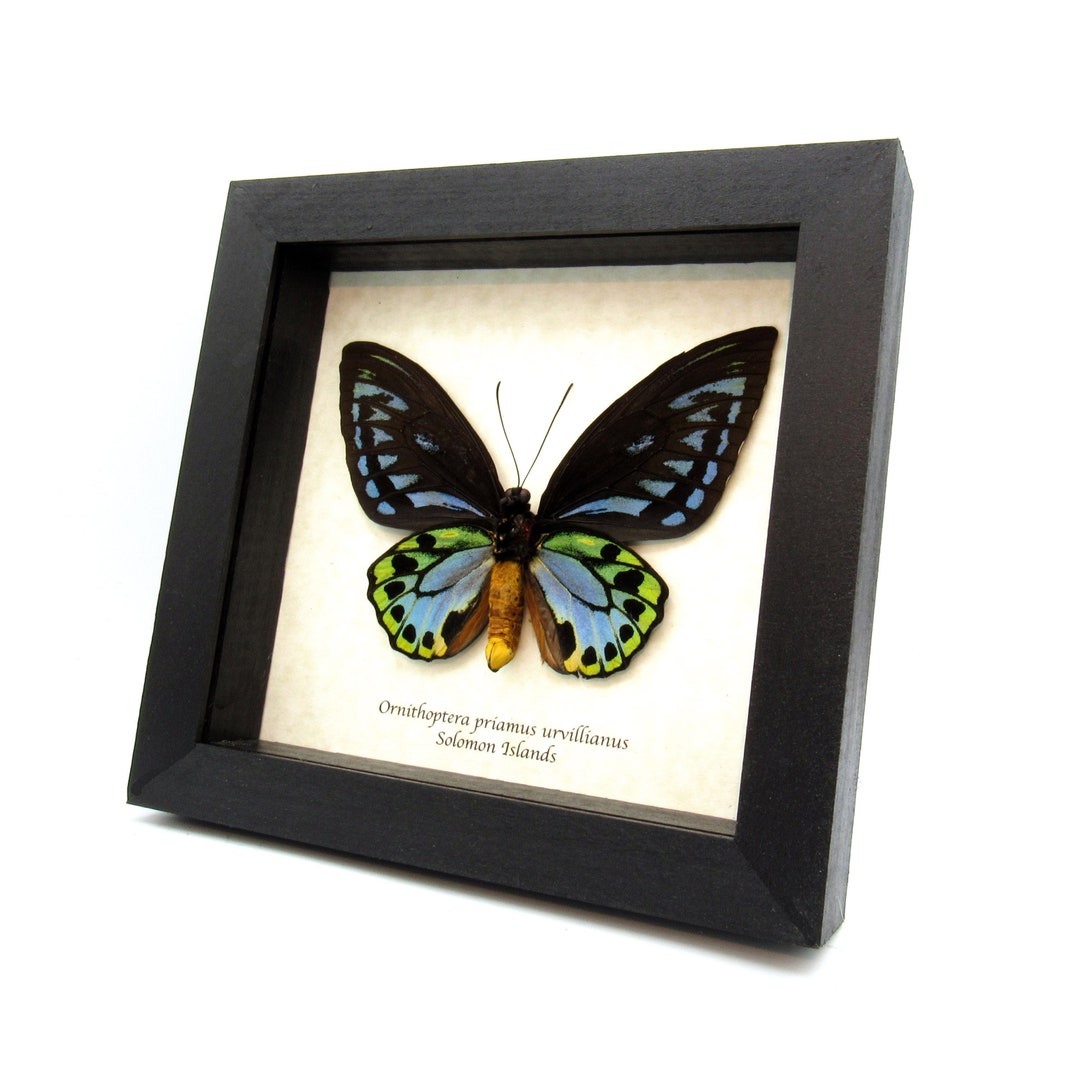 Rare GIANT Blue Birdwing Butterfly Framed Taxidermy - Etsy