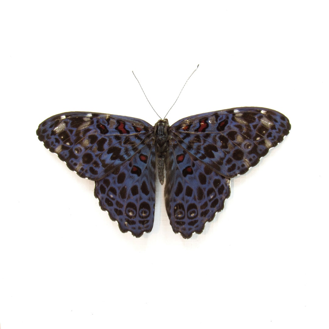 Real Blue Chloe Cracker Butterfly Framed Taxidermy - Hamadryas Chloe ...