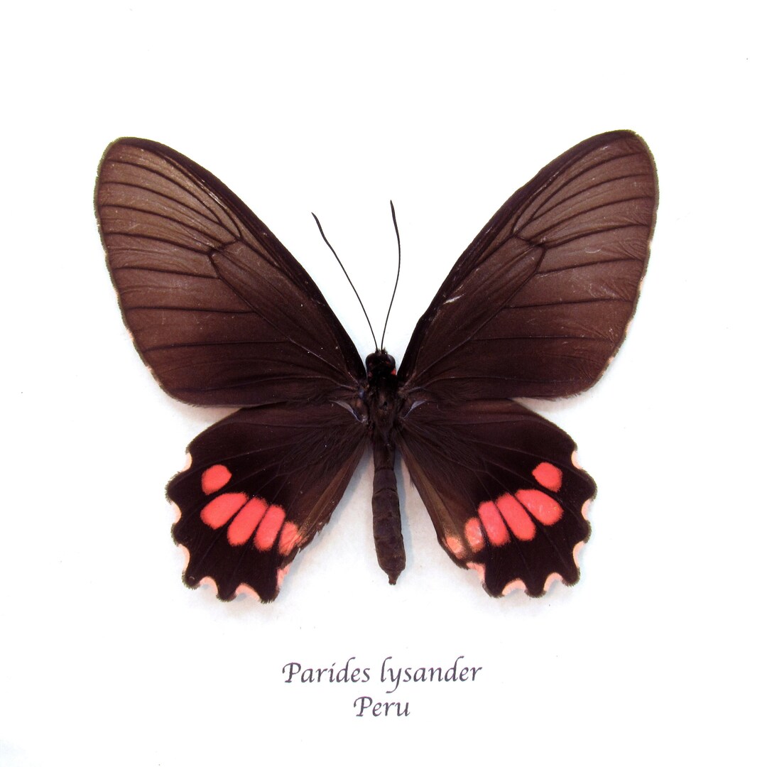 Real Pink Cattleheart Butterfly Framed Taxidermy - Parides Lysander ...