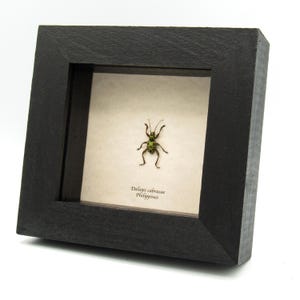 Rare Metallic Green Longhorn Weevil Mimic Beetle Framed Specimen ...