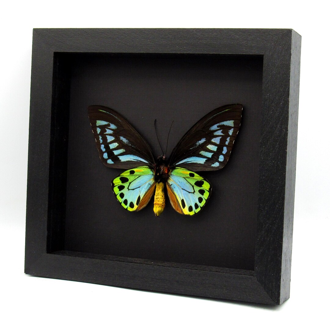 Rare XL Blue Birdwing Butterfly Framed - Ornithoptera Priamus ...