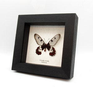 Real Clearwing Swallowtail Butterfly Framed Taxidermy - Cressida ...
