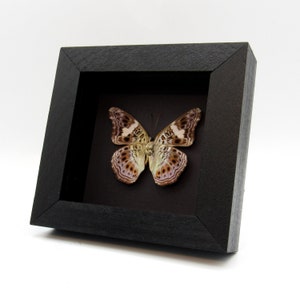 Real Lavender Butterfly Framed Taxidermy - Moduza Lycone - Etsy