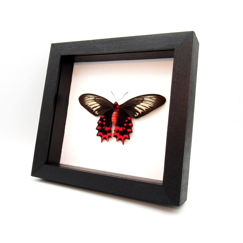 Real Vampire Butterfly Framed Taxidermy Atrophaneura Semperi - Etsy