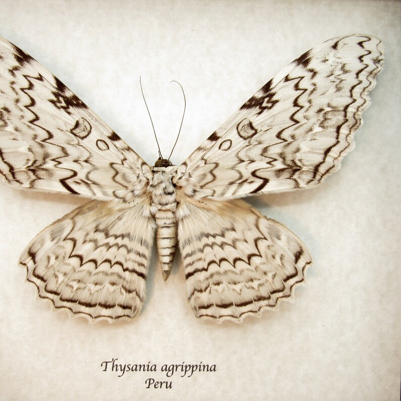 Real Giant White Witch moth framed Thysania agrippina | Etsy