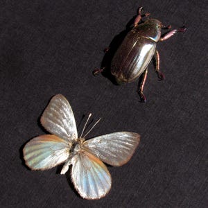 Very Rare Metallic Silver Beetle and Butterfly Framed Specimens ...