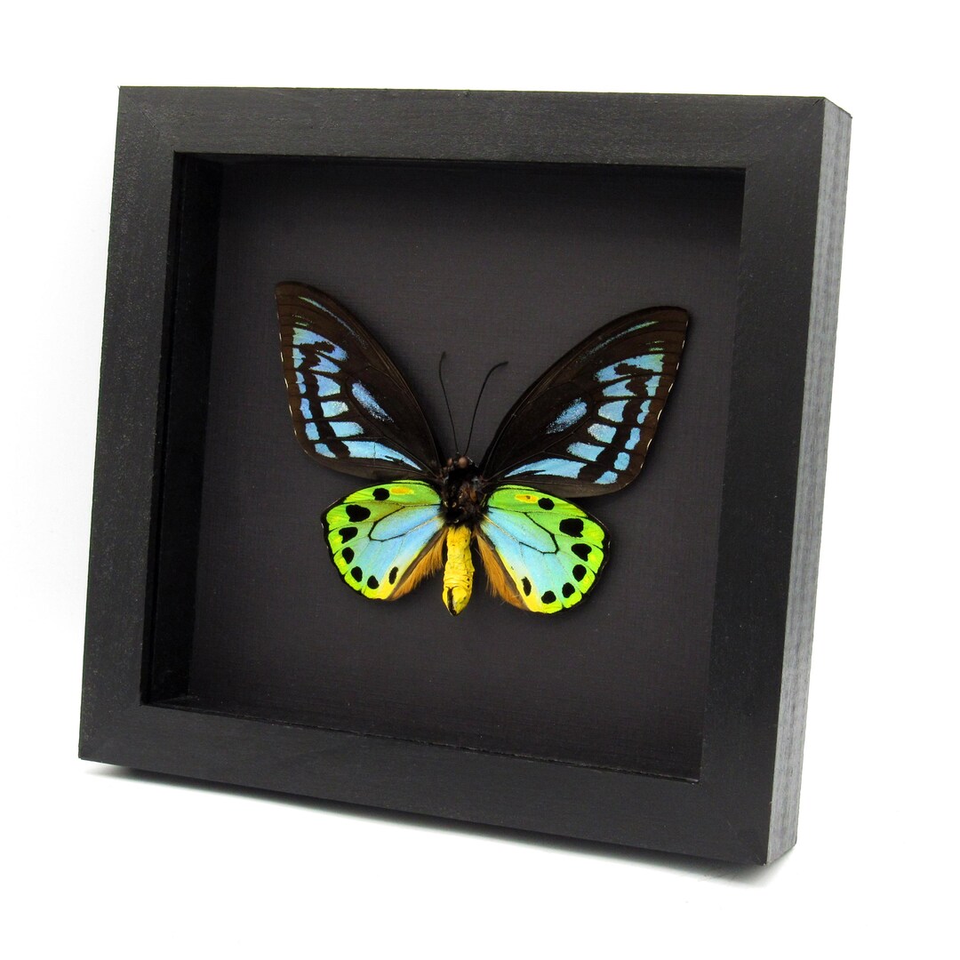 Rare XL Blue Birdwing Butterfly Framed - Ornithoptera Priamus ...