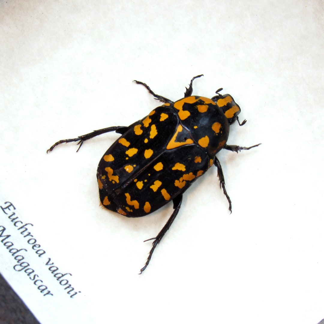 Real African Scarab Beetle Framed Taxidermy - Euchroea Vadoni - Etsy