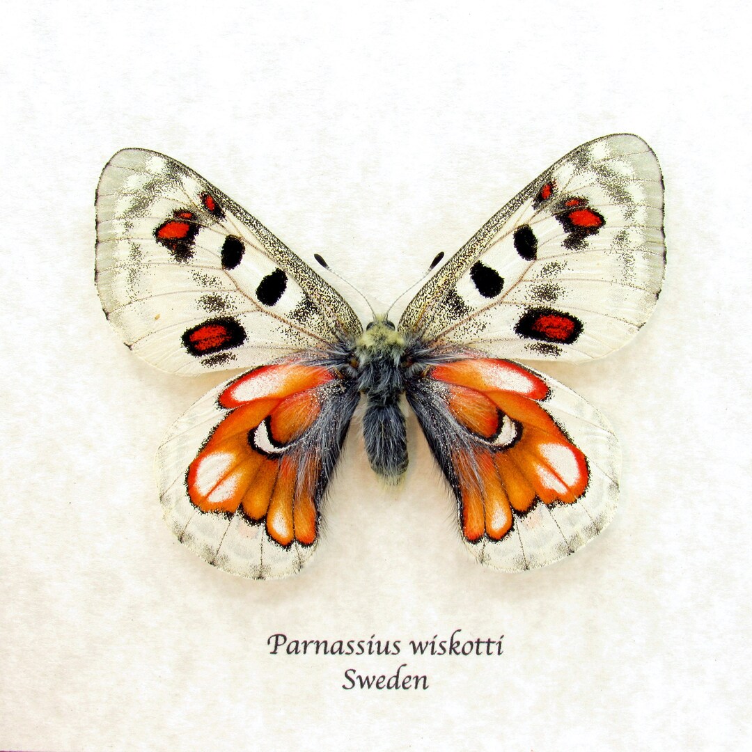 Very Rare Hybrid Snow Apollo Butterfly Framed Taxidermy Parnassius ...