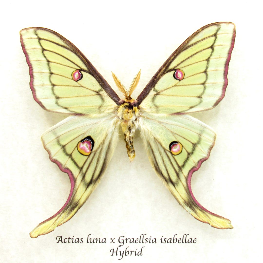 Very Rare Hybrid Moon Moth Framed Specimen - Actias Luna X Graellsia ...
