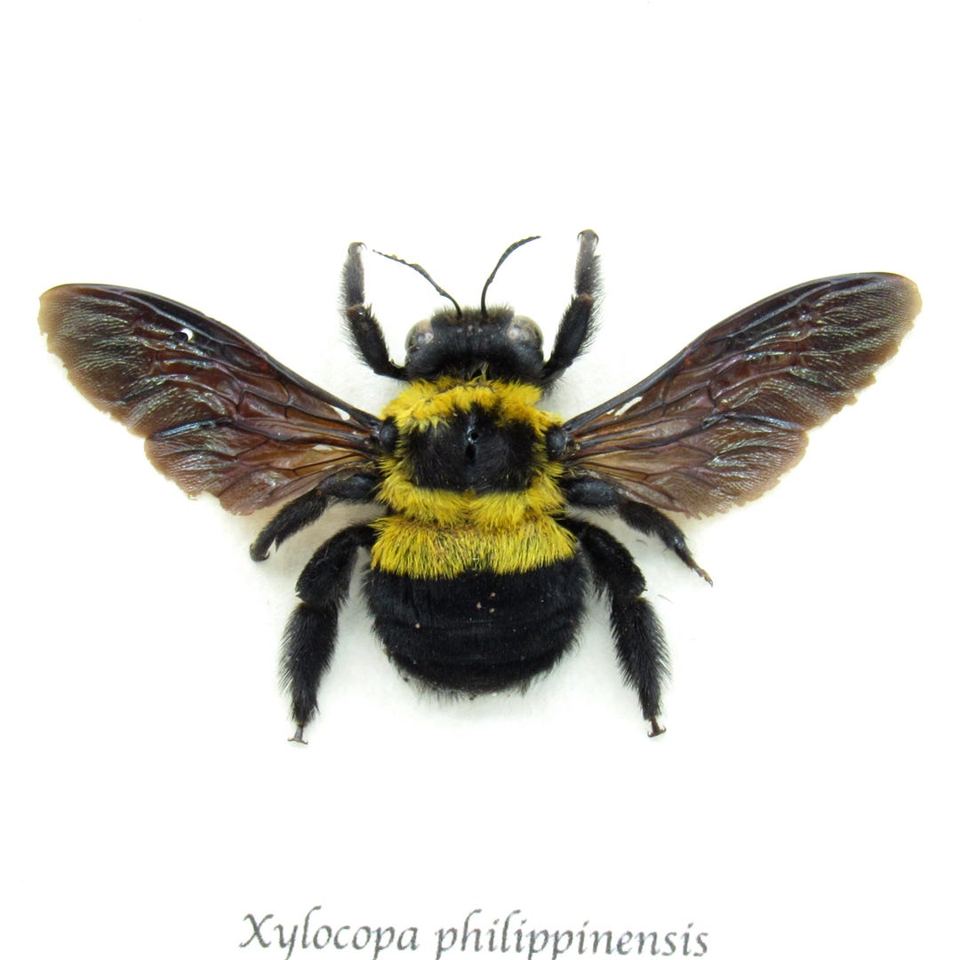 Large Real Philippine Bumblebee Framed Specimen - Bombus Philippinensis ...