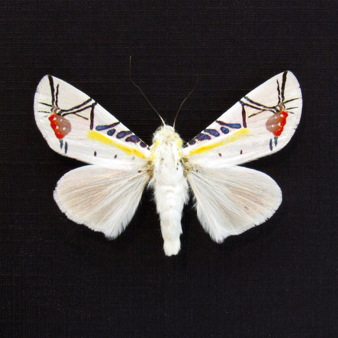 Rare Metallic Picasso Moth Framed Taxidermy Baorisa - Etsy