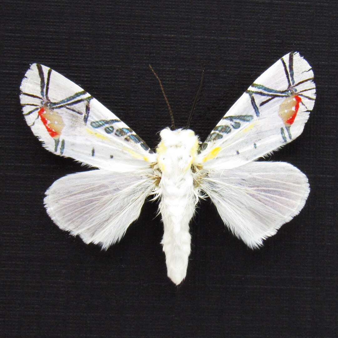 Rare Metallic Picasso Moth Framed Taxidermy - Baorisa Hieroglyphica - Etsy