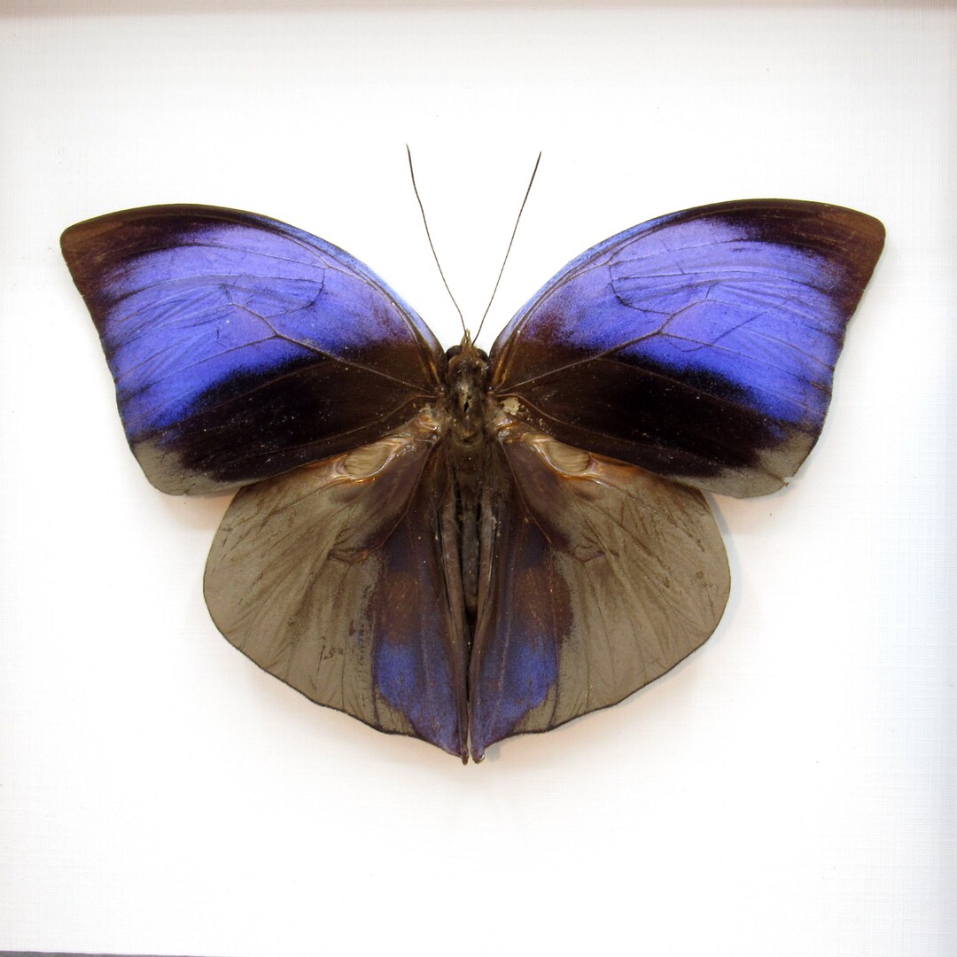 Real Purple Giant Saturn Butterfly Framed Taxidermy Zeuxidia Aurelius ...