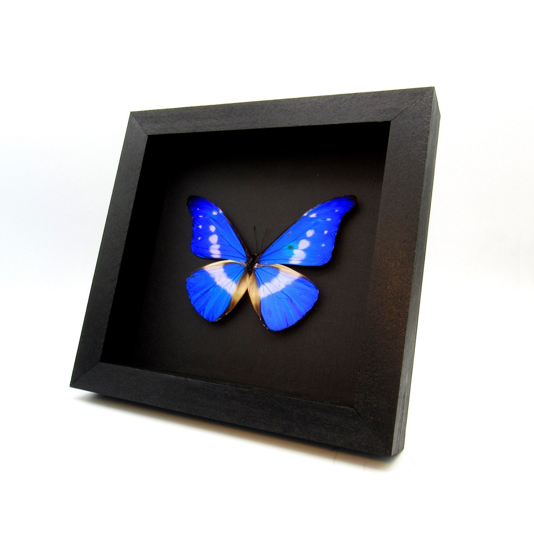 Real Metallic Blue Butterfly Framed Taxidermy Morpho - Etsy