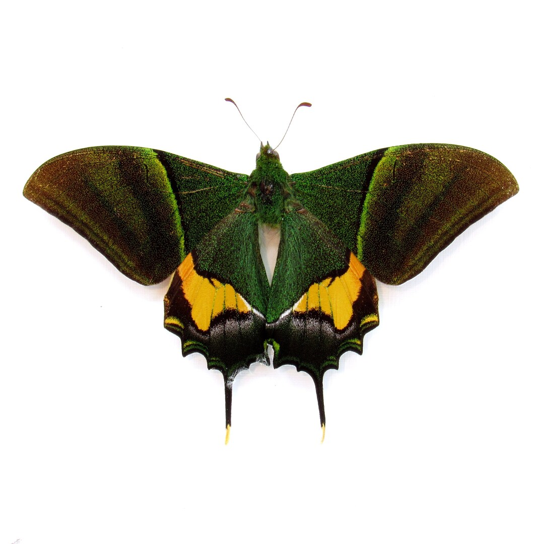 Real Rare Kaiser-i-hind Swallowtail Butterfly Framed - Teinopalpus ...