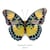 Rare Female White Banded Palla Butterfly Framed Taxidermy - Palla ...