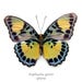 Rare Female White Banded Palla Butterfly Framed Taxidermy - Palla ...