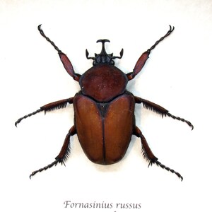 Large Deep Red Scarab Beetle Framed Taxidermy - Fornasinius Russus - Etsy