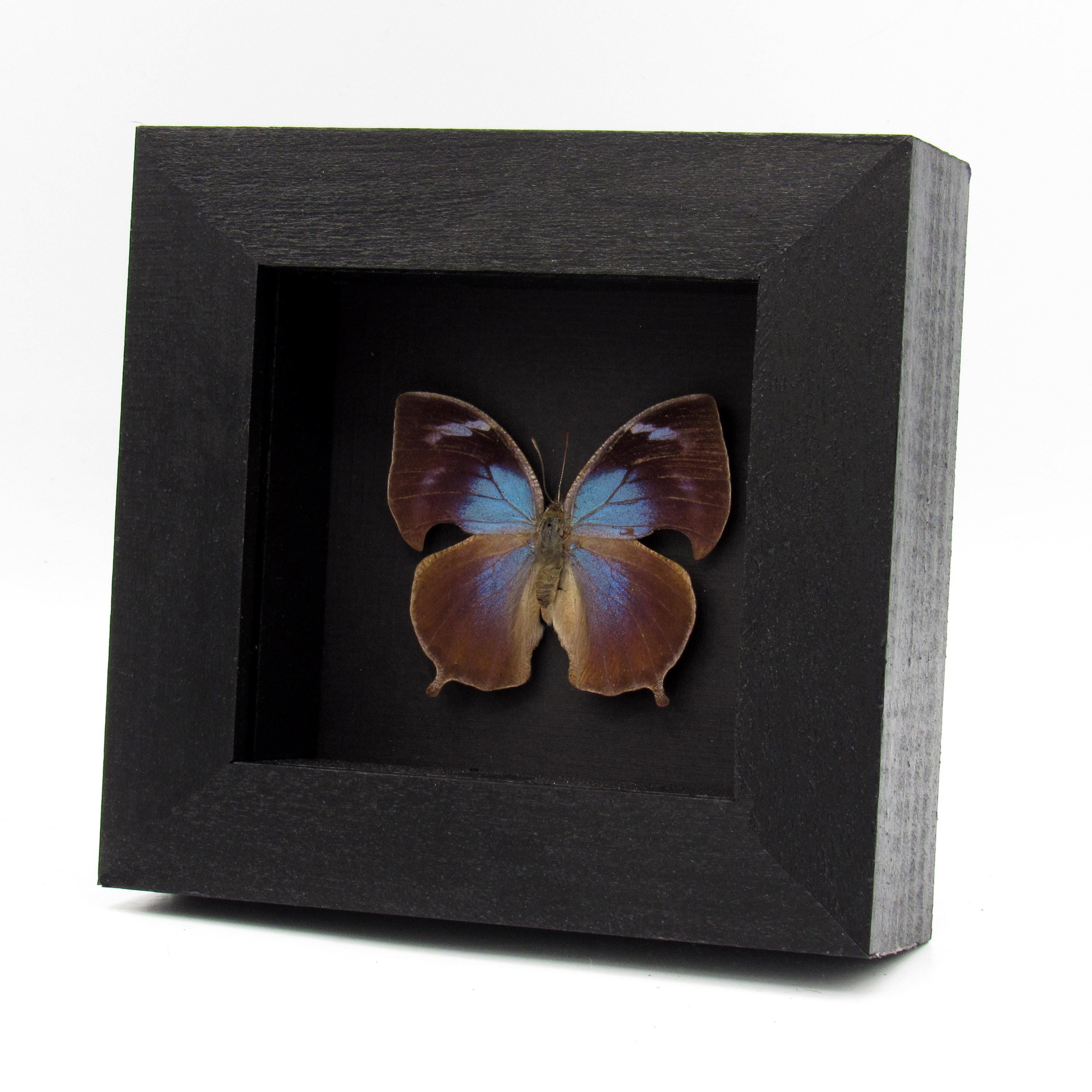 Rare Blue Leafwing Butterfly Framed - Memphis Forreri - Female - Etsy