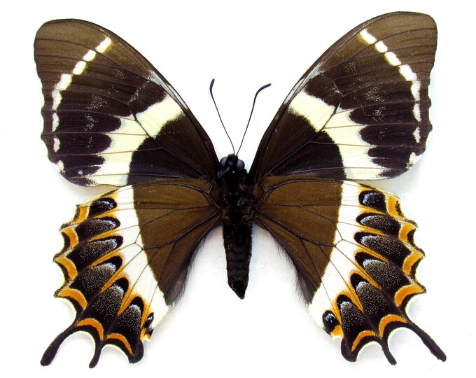 Rare Black Magnificent Swallowtail Butterfly Framed Taxidermy - Papilio ...