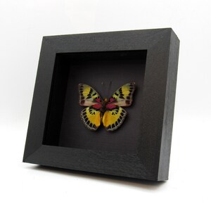 Rare Magenta Forester Butterfly Framed Taxidermy - Euphaedra Janetta - Etsy