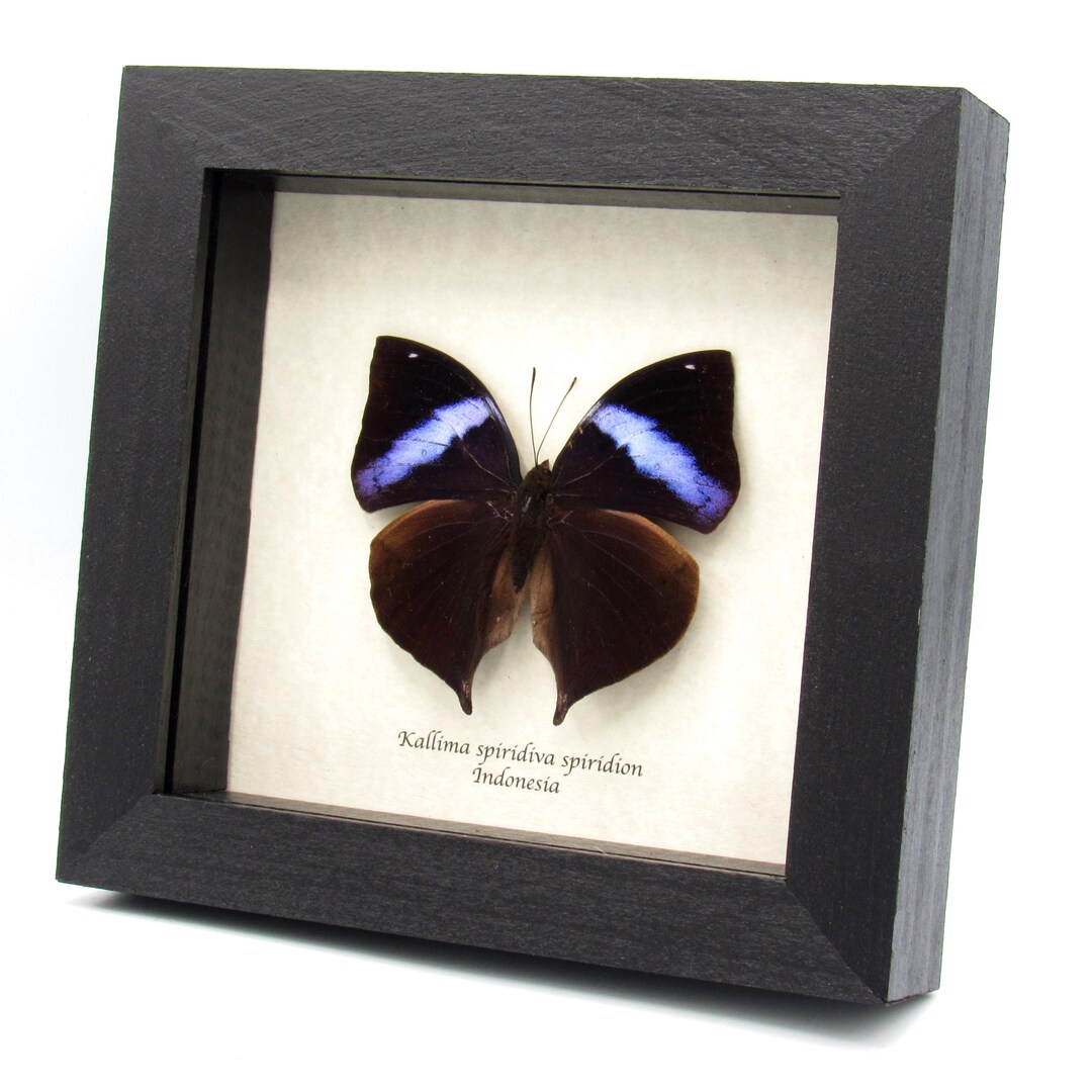 Rare Leafwing Butterfly Framed Specimen - Kallima Spiridiva Spiridion ...