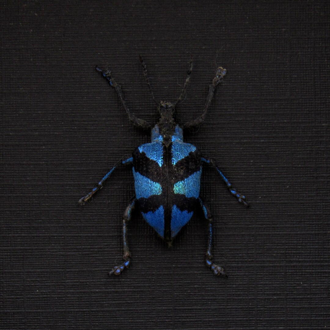 Rare Blue Metallic Weevil Framed Taxidermy - Polytelis Decussatus - Etsy