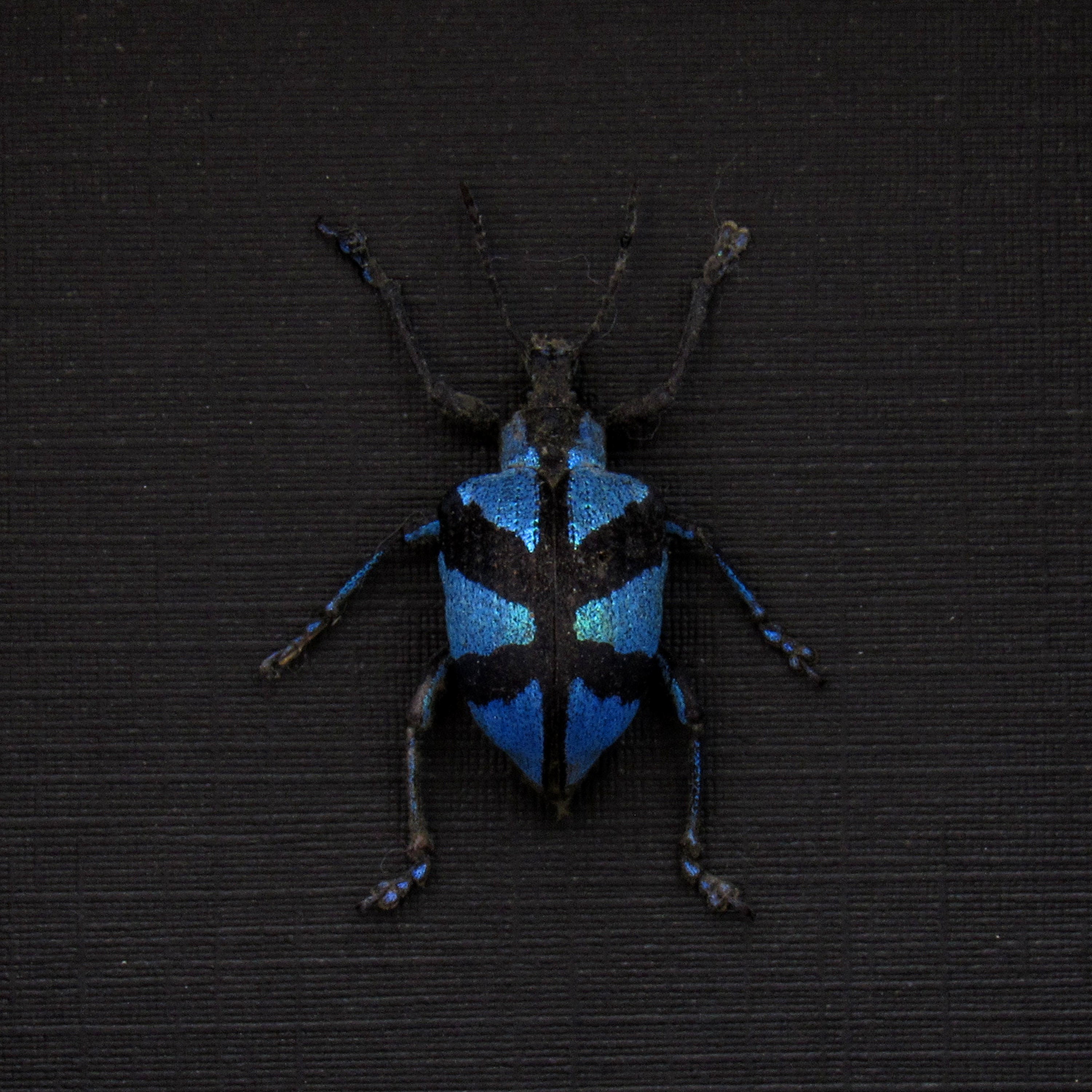 Rare Blue Metallic Weevil Framed Taxidermy - Polytelis Decussatus - Etsy UK