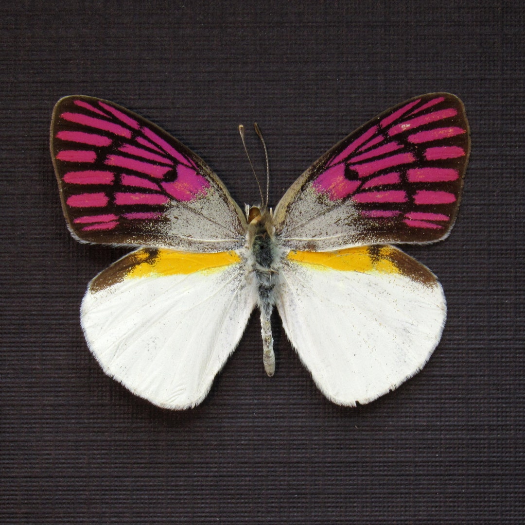 Rare Magenta Butterfly Framed Taxidermy Colotis Zoe - Etsy