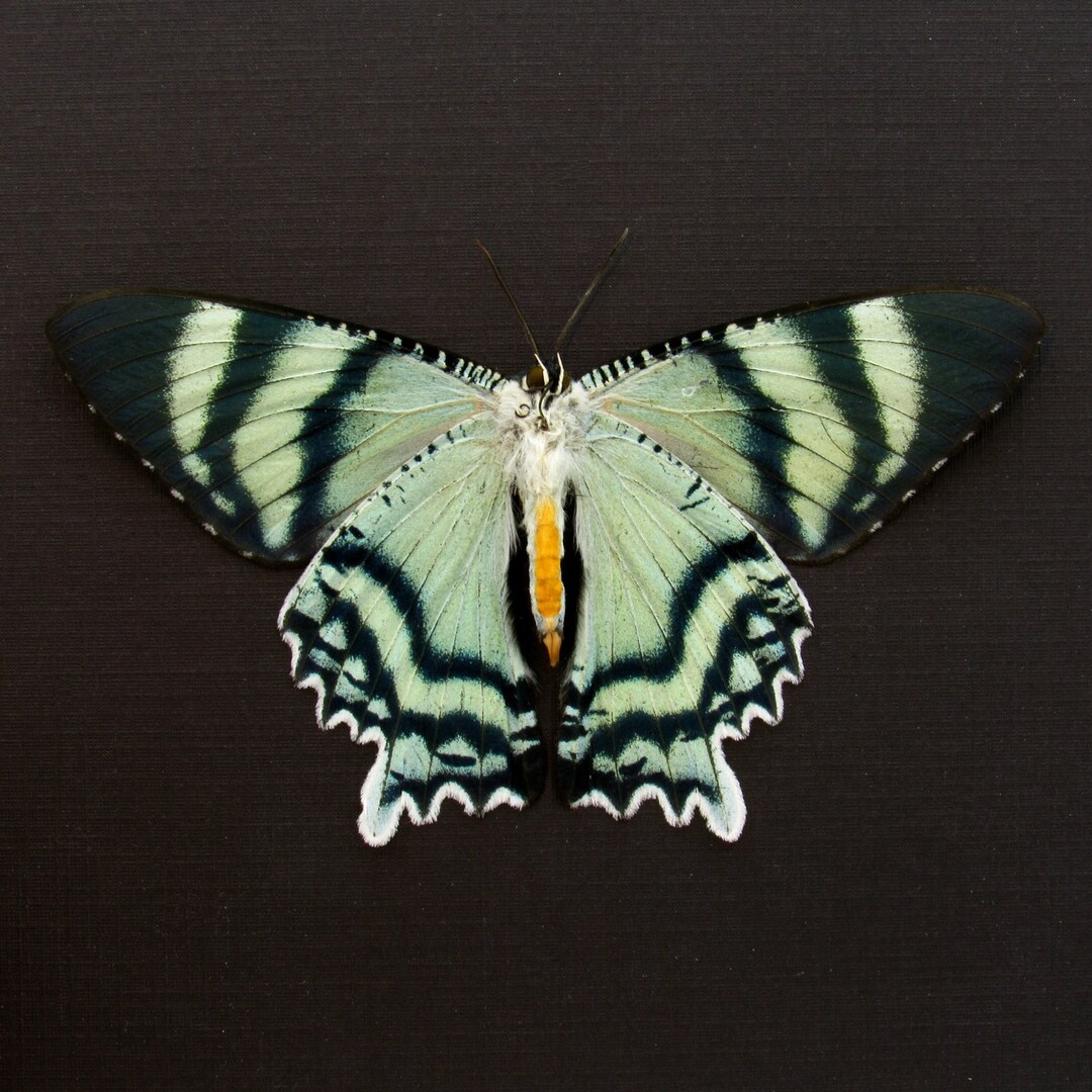 Real Blue Moth Framed Taxidermy Alcides Orontes Victorian - Etsy